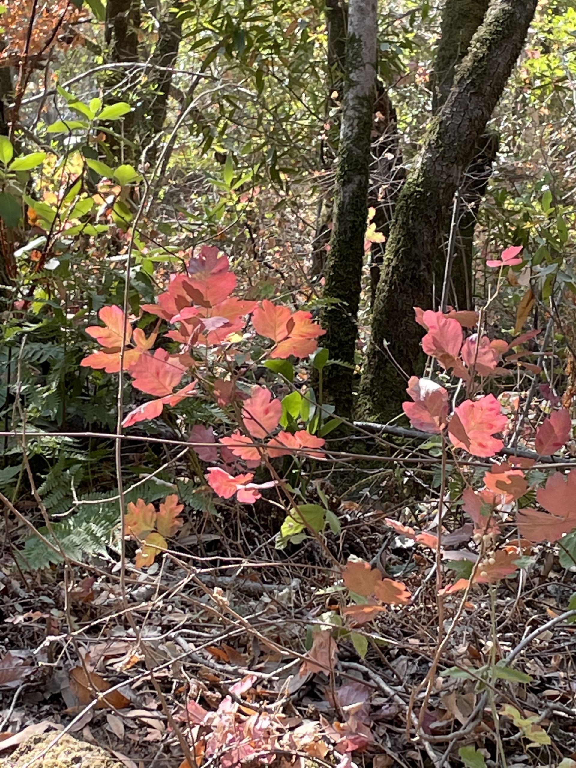 Guardians - Patricia Damery